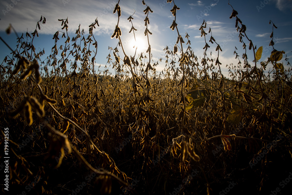 soybean field Stock Photo | Adobe Stock