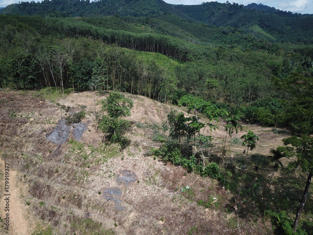 Deforestation. Rainforest trees cut down to make way for oil palm ...