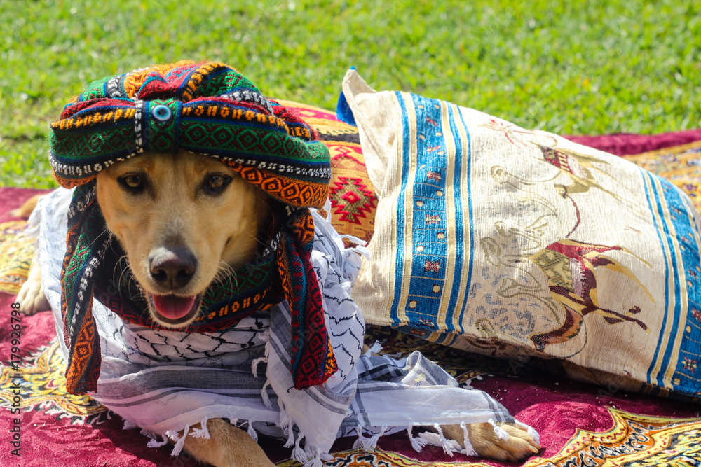 cachorro fantasiado de árabe Stock Photo | Adobe Stock