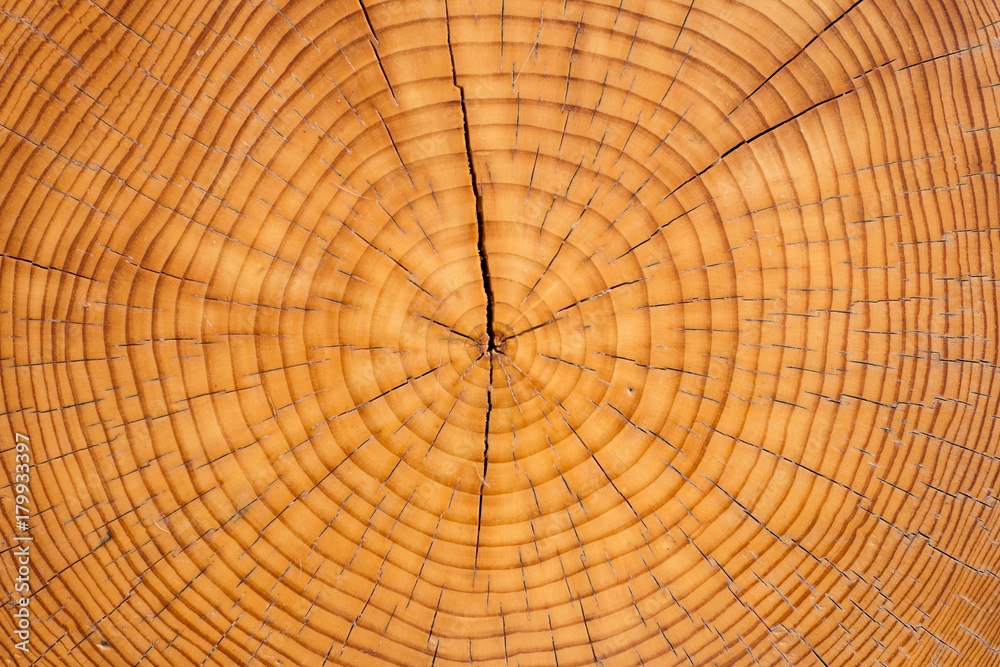 cut wood texture Stock Photo | Adobe Stock