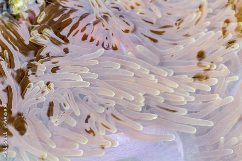 Sea anemones are a group of marine,Sea anemones are classified in the ...
