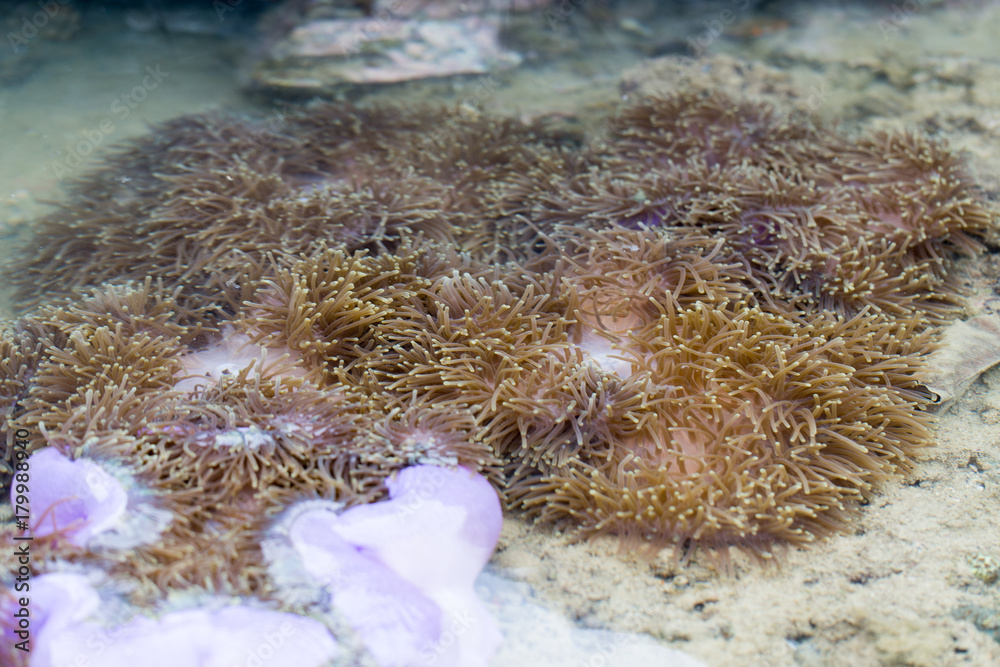 Sea anemones are a group of marine,Sea anemones are classified in the ...