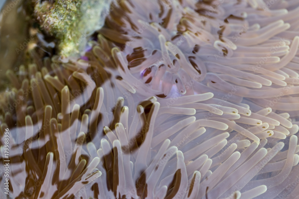 Sea anemones are a group of marine,Sea anemones are classified in the ...