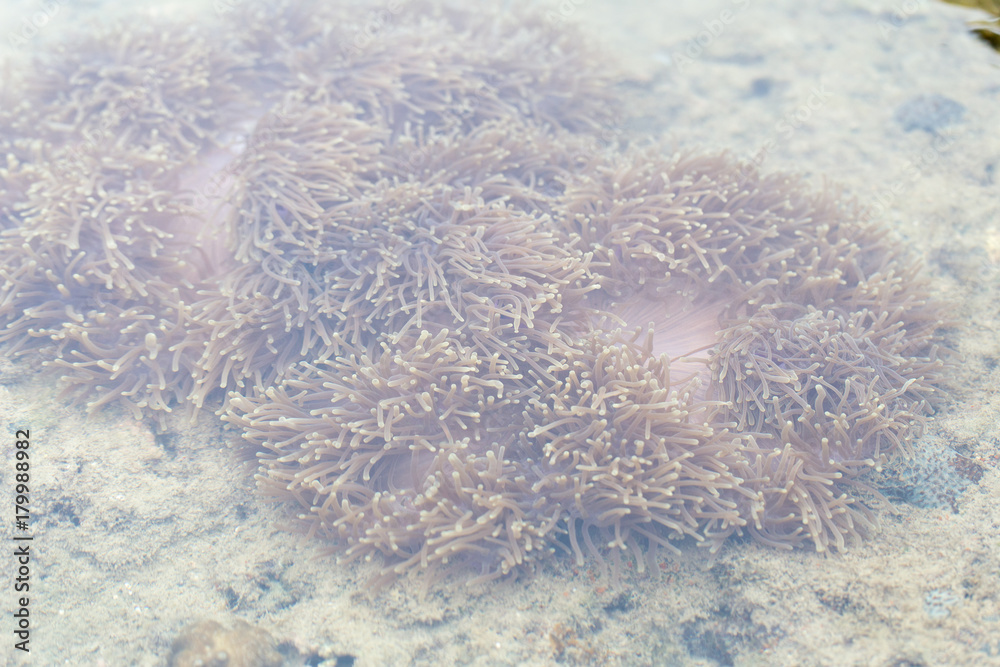 Sea anemones are a group of marine,Sea anemones are classified in the ...