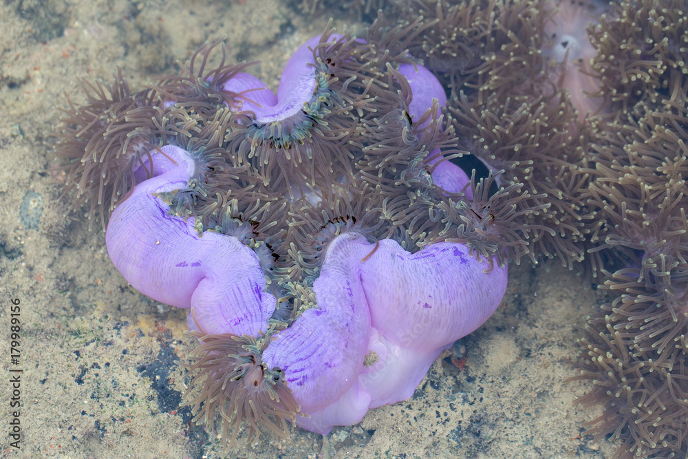 Sea anemones are a group of marine,Sea anemones are classified in the ...
