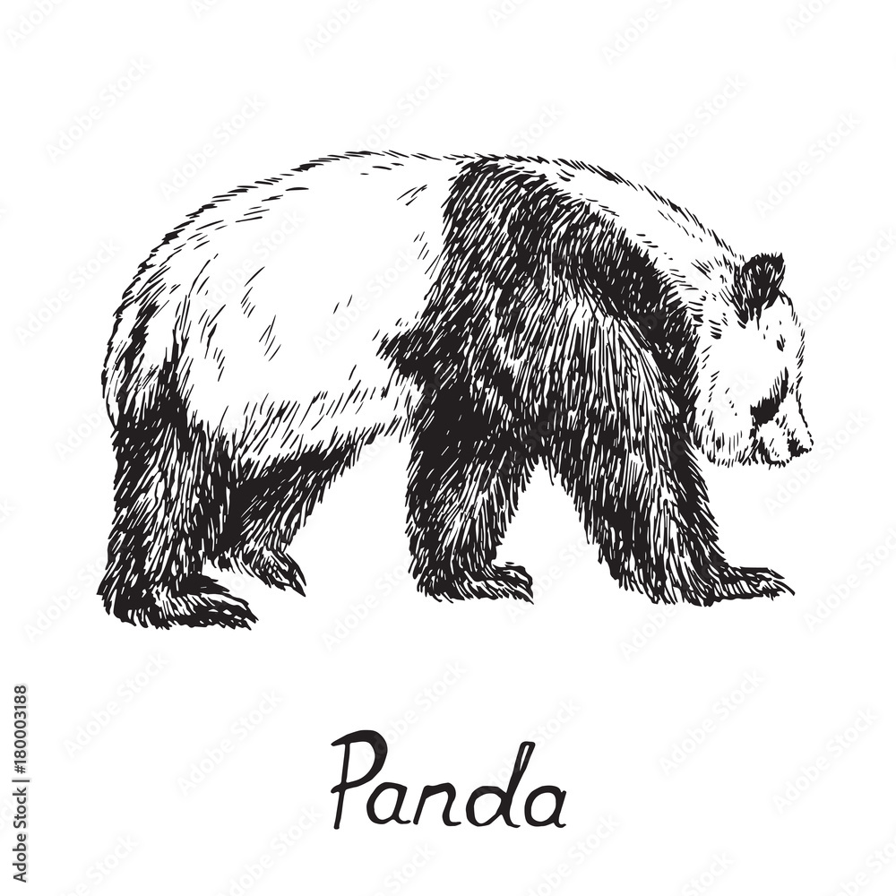 Giant Panda Sketch