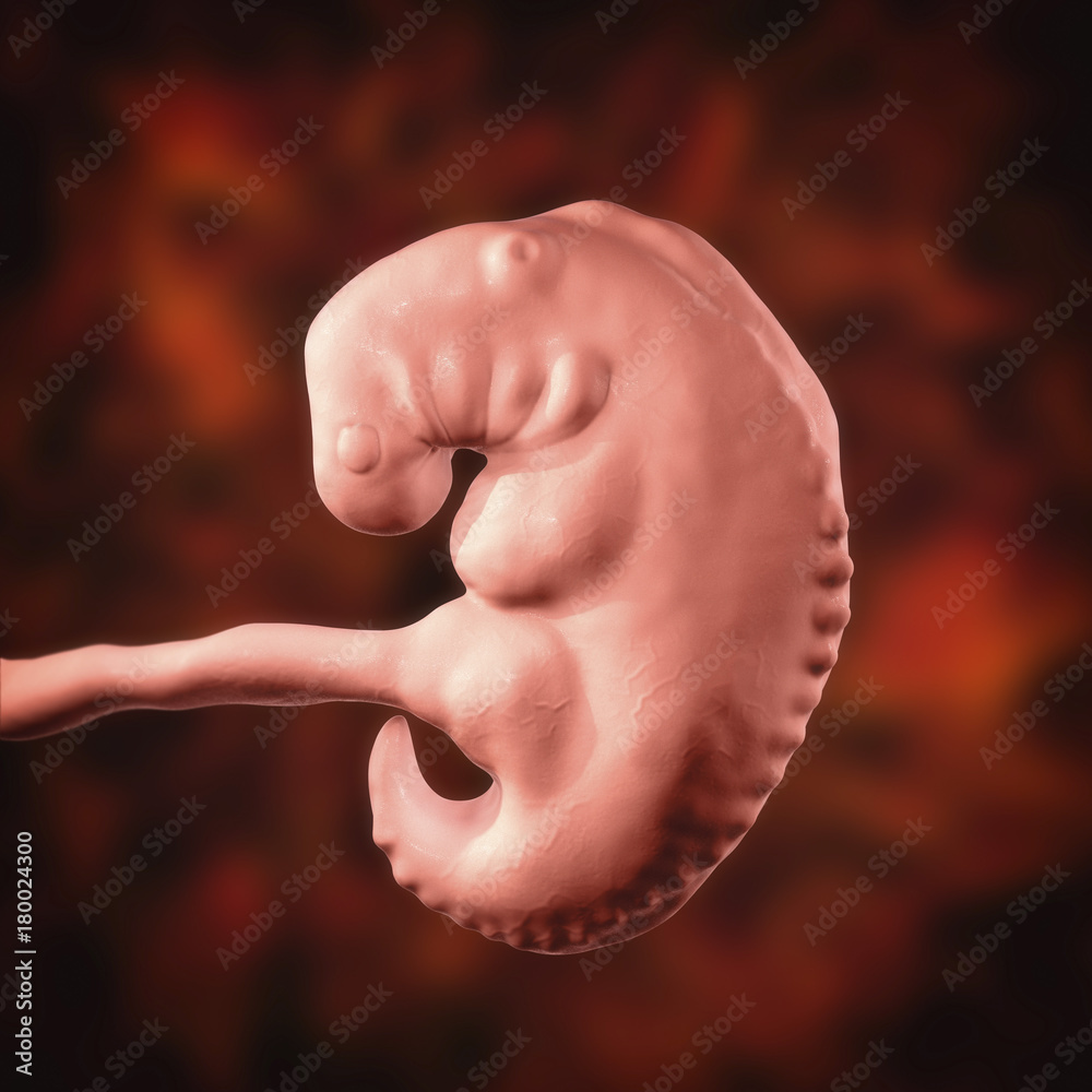 Pregnancy. 4 weeks embryo, middle part of the fourth week ...