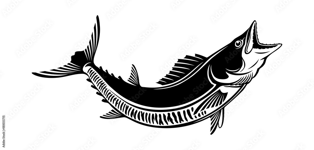 king mackerel Stock Vector | Adobe Stock