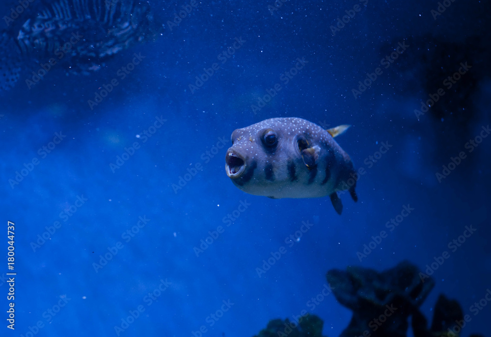 Poster big fish under water in the ocean – Wall Art | UkPosters
