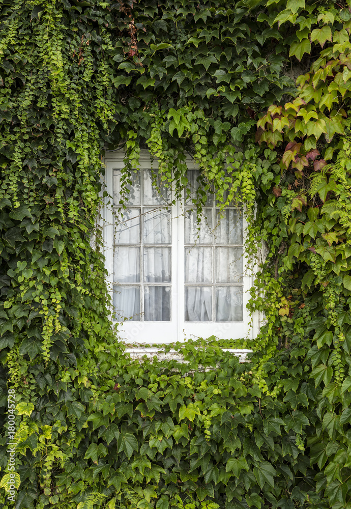 Windows of a country white wooden home with a ivy hiding, covered in ...