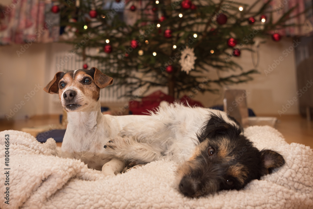 two cute dogs at Christmas in front of Christmas tree in animal bed ...