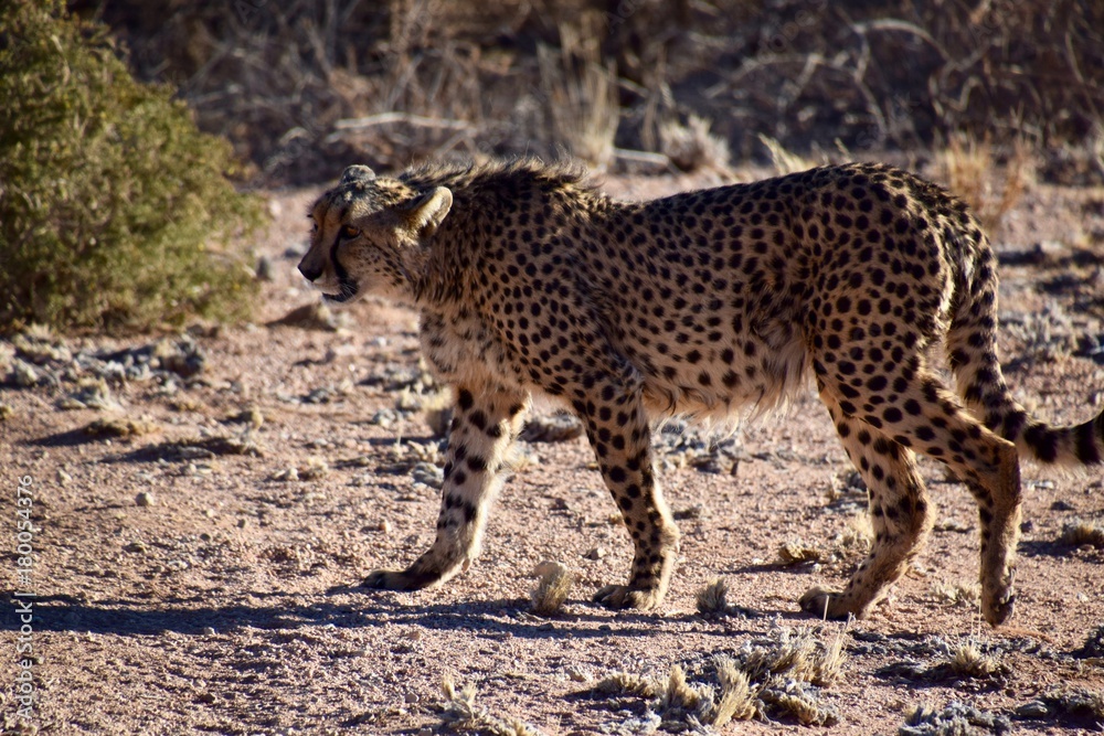 Poster Gepard - Wüste - Wild lebende Tiere – Wall Art | UkPosters