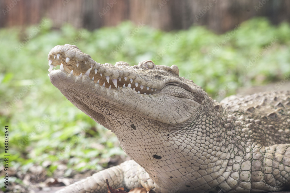 White Crocodile / Albino Siamese Crocodile : Freshwater crocodile ...