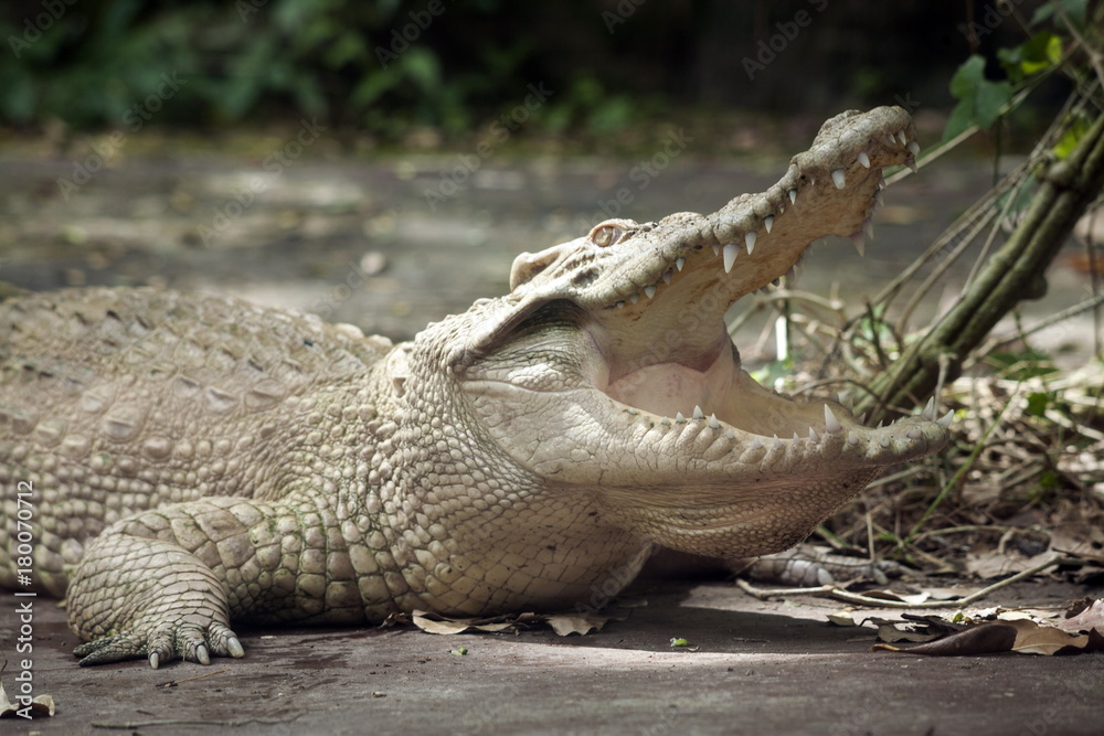 White Crocodile / Albino Siamese Crocodile : Freshwater crocodile ...