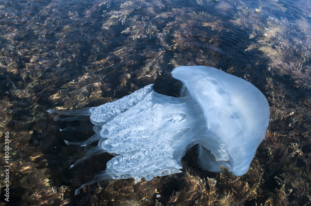 Photo & Art Print Blue blubber jellyfish among algae in the shallows of ...
