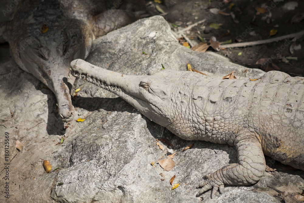 False Gharial Crocodile