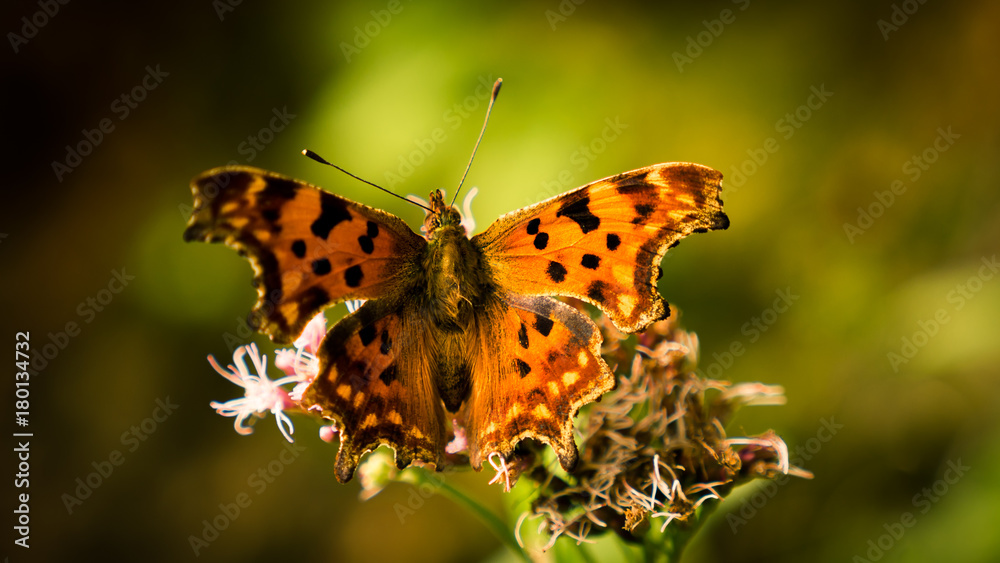 Motyl rusałka ceik Stock Photo | Adobe Stock