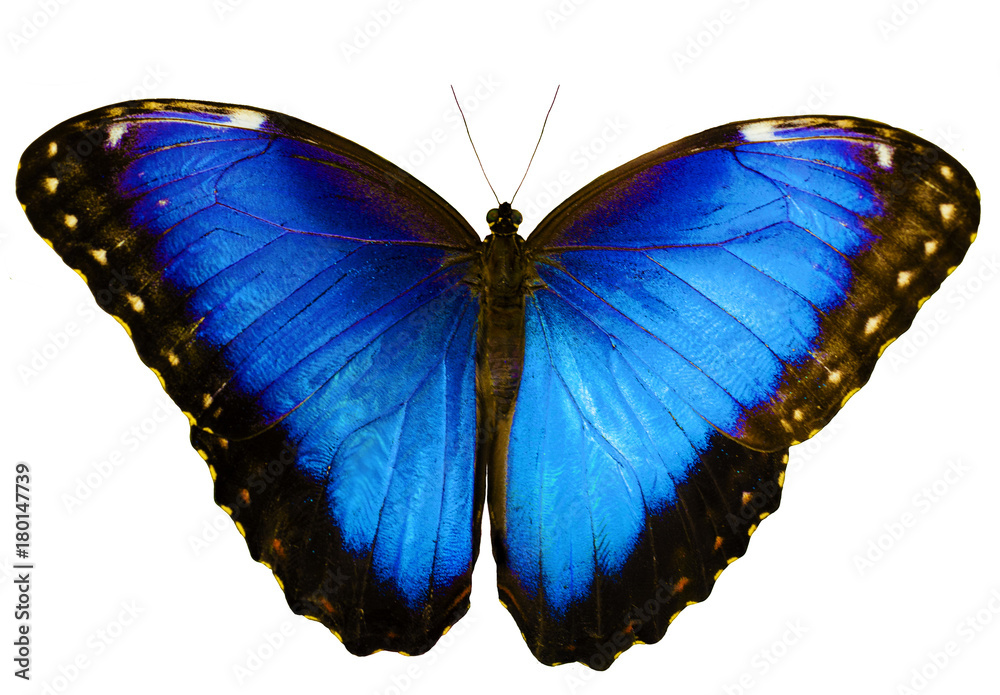 Blue morpho butterfly, Morpho peleides, isolated on white background ...