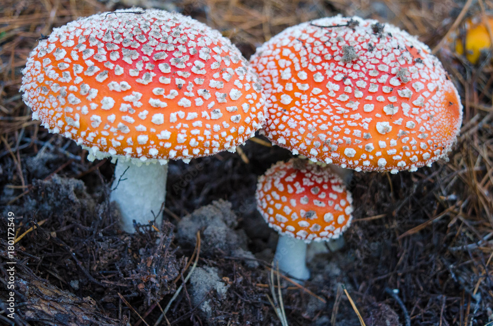 Amanita, fungus, fungi, a family of fly agarics, forest, mycelium Stock Photo | Adobe Stock