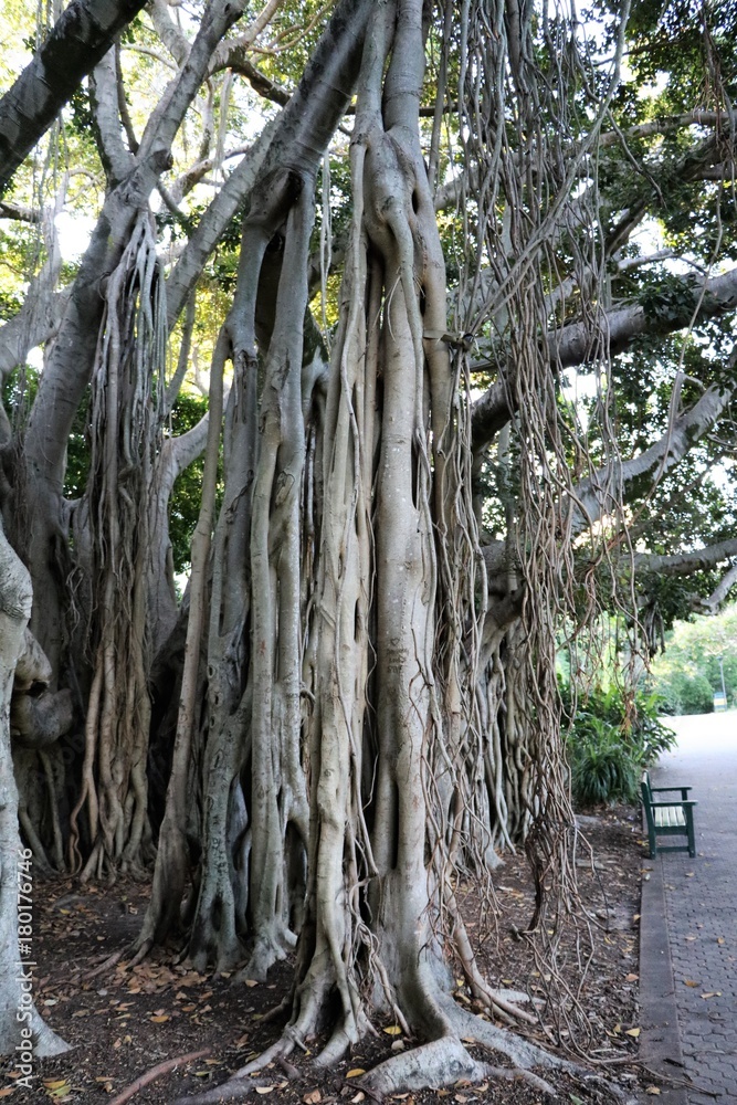 Ficus macrophylla in Brisbane City Botanic Gardens, Queensland ...