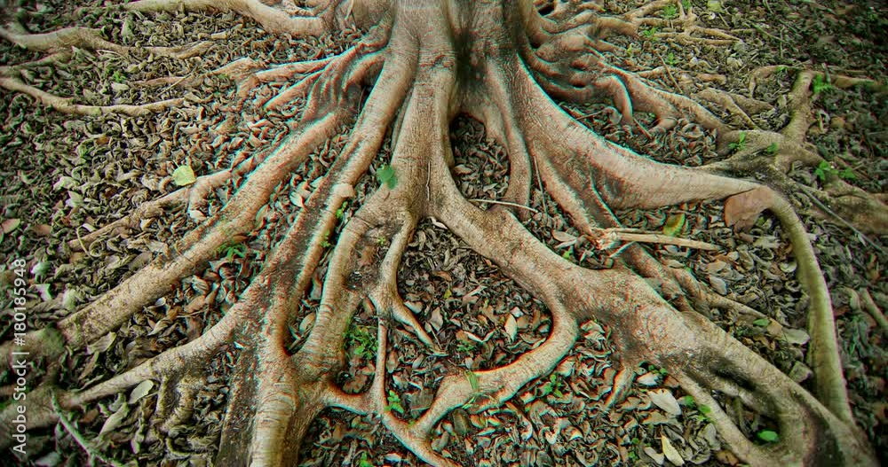 Roots coming out from tree in 4k resolution. Beautiful tree roots on ...