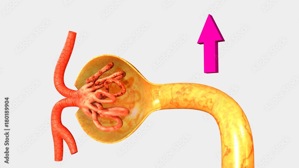 Nephrons Stock Photo | Adobe Stock
