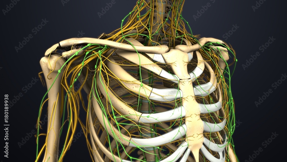 Rib cage with Lymph Nodes Stock Illustration | Adobe Stock