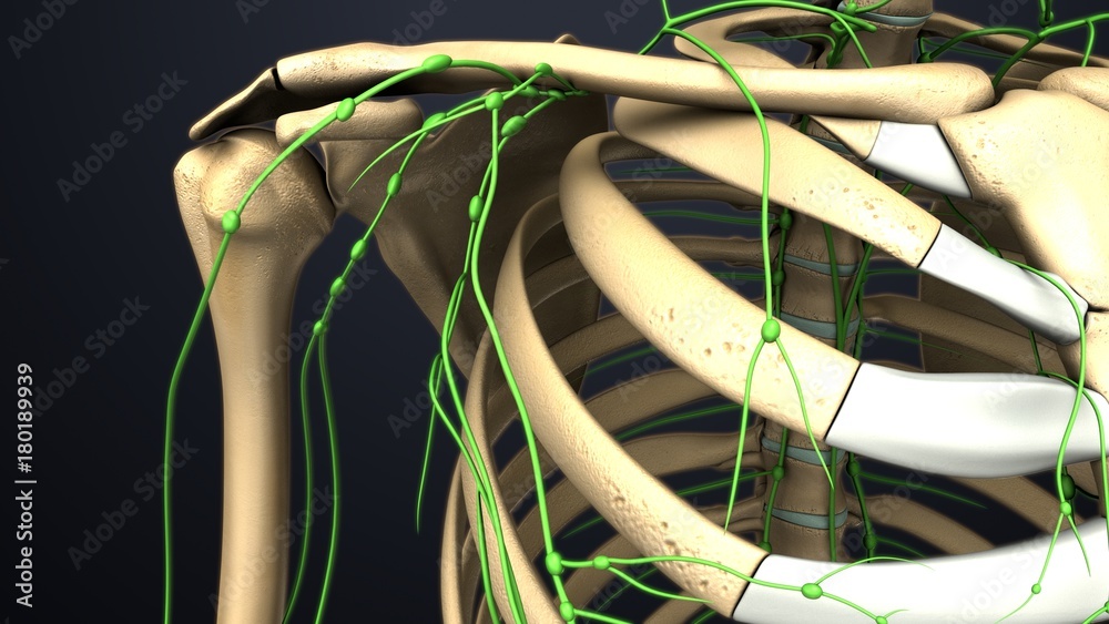 Shoulder bones with Lymph nodes Stock Illustration | Adobe Stock