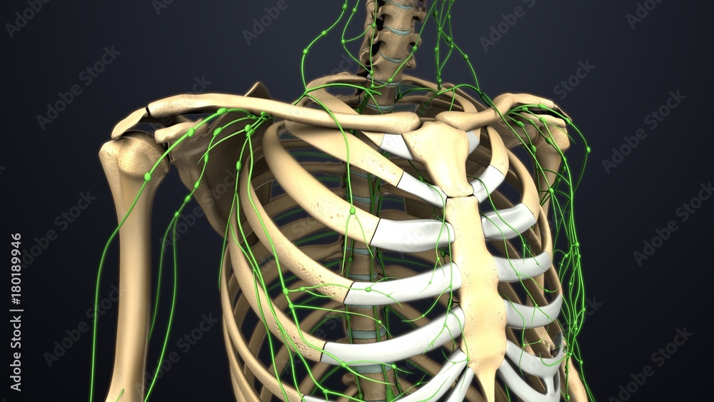 Shoulder bones with Lymph nodes Stock Photo | Adobe Stock