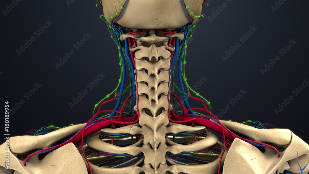 Cervical Vertebrae with Lymph nodes and blood vessels Stock ...