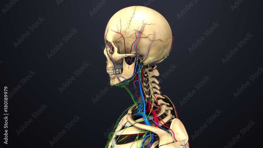 Human Skeleton with blood vessels, nerves, arteries and veins Stock ...