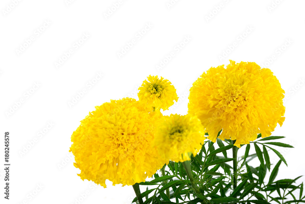 Marigold on tree isolated on white background Stock Photo | Adobe Stock