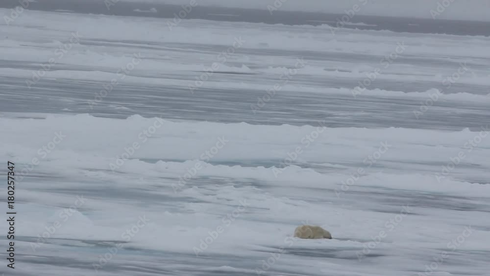 Hunting of large carnivores. Polar bear is lying near hole of seal in ...