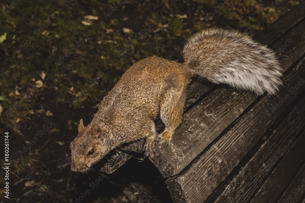 Moderate Climate Animals