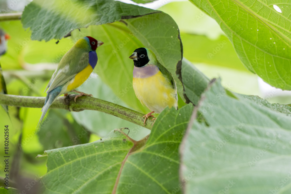 Gouldamadine - Gouldian finch Stock Photo | Adobe Stock