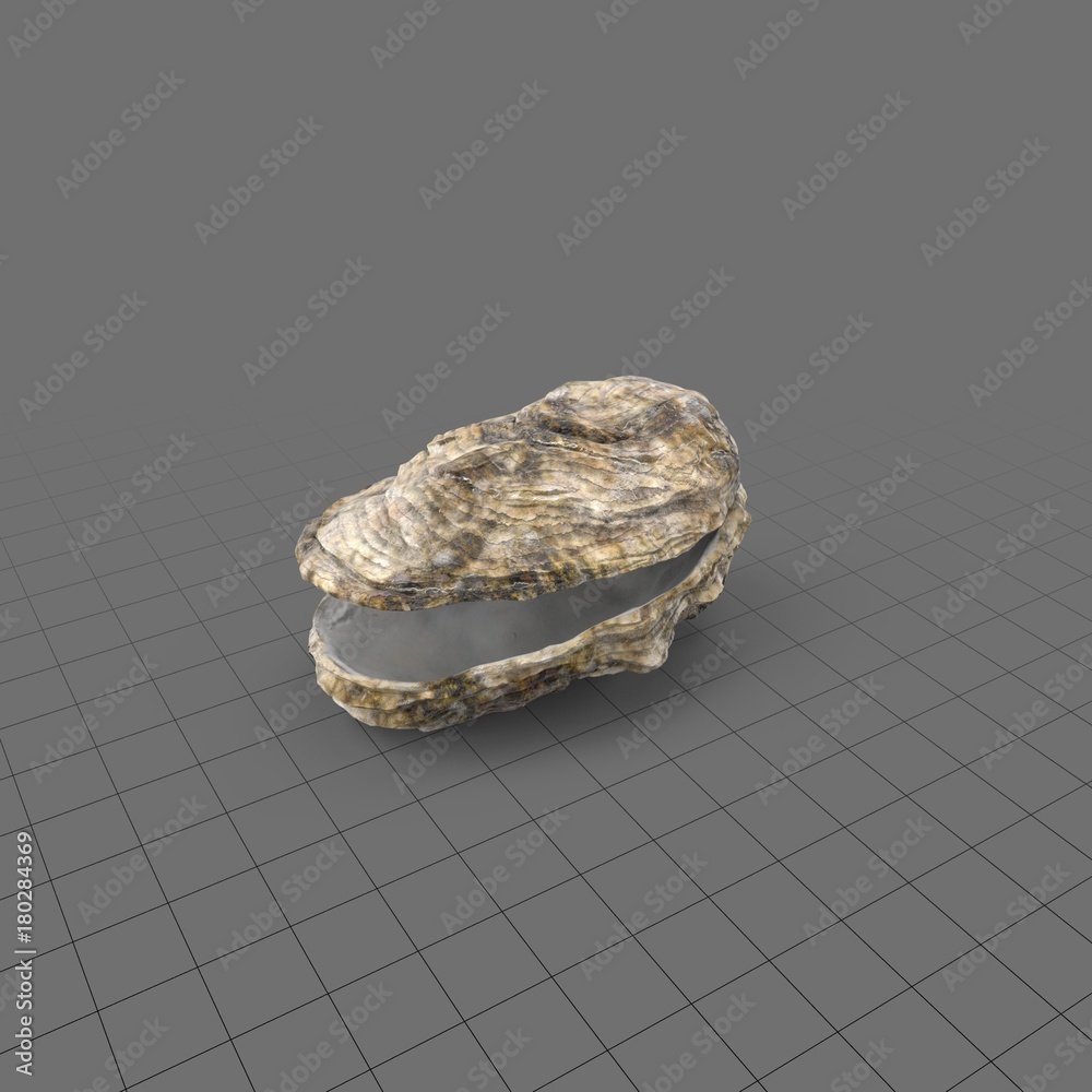 Whole oyster shell Stock 3D アセット | Adobe Stock