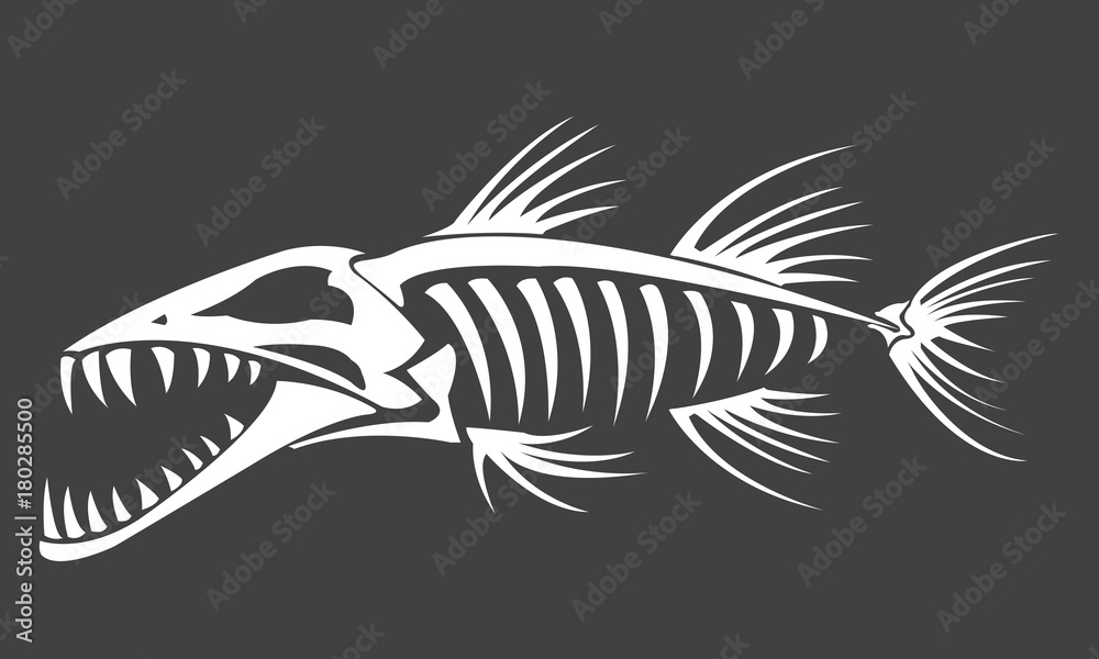Barracuda Skeleton