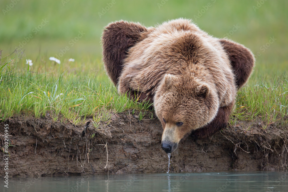 Brown bear drinking water from a river in Alaska Stock Photo | Adobe Stock