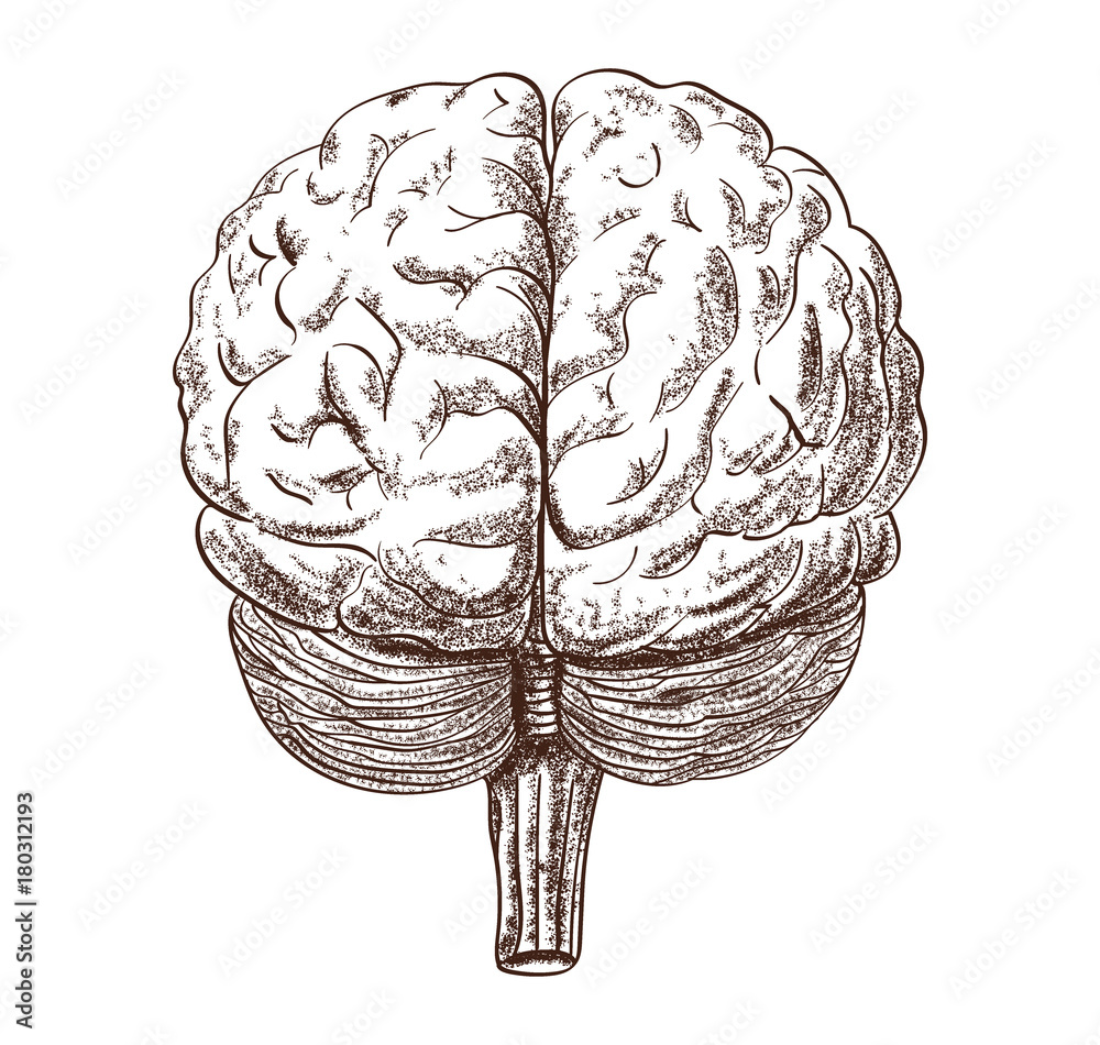 Schematic representation of the human brain on the white background ...