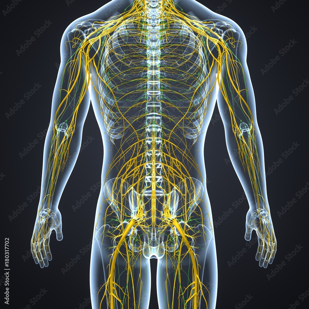Nervous System with Lymph Nodes Stock Illustration | Adobe Stock