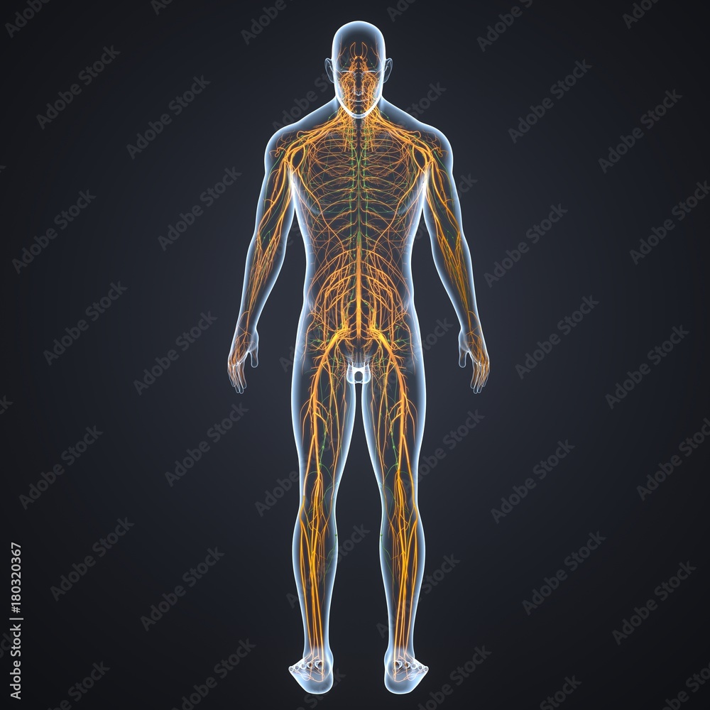 Nervous System with Lymph Nodes Stock Illustration | Adobe Stock
