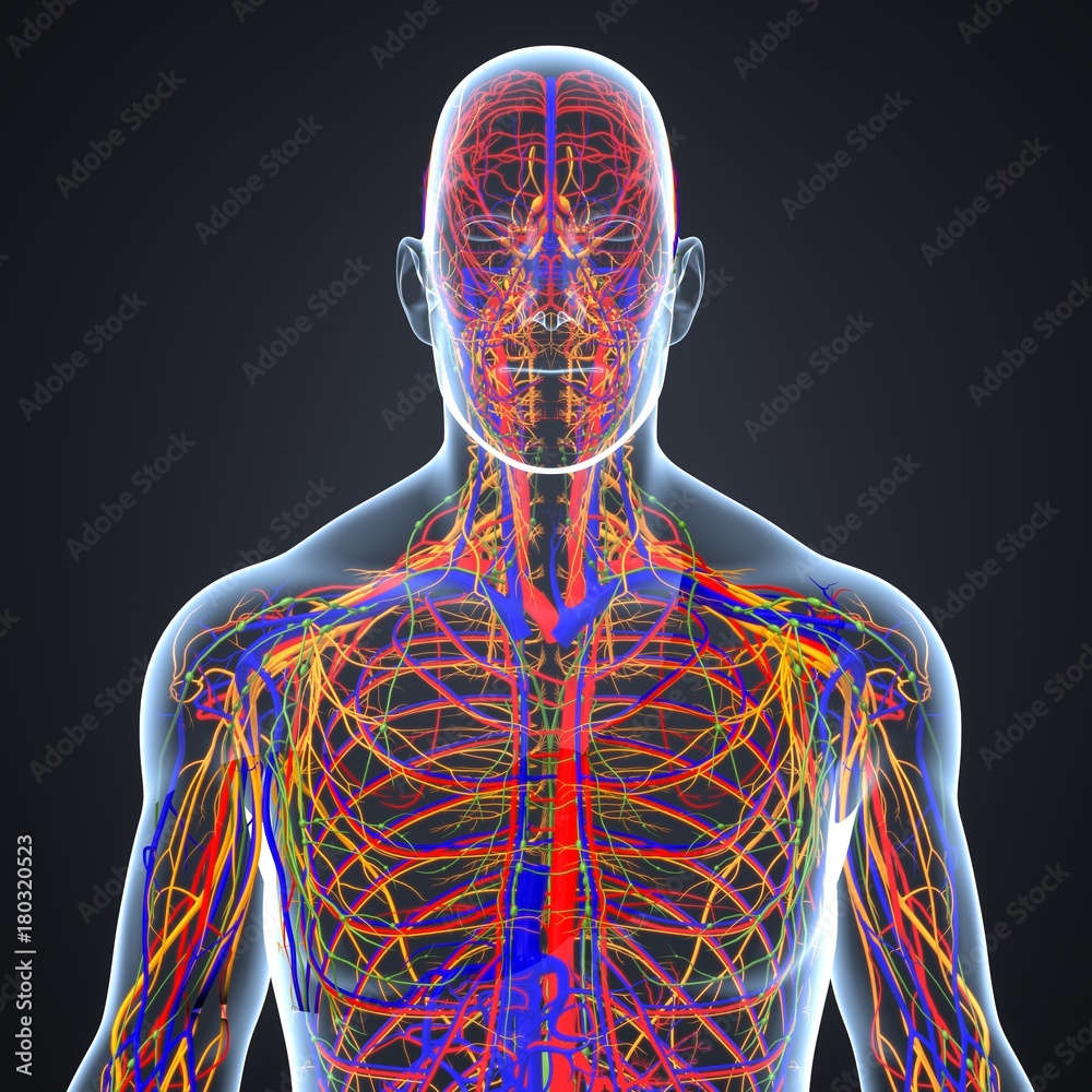 Circulatory System with Lymph Nodes Stock Illustration | Adobe Stock