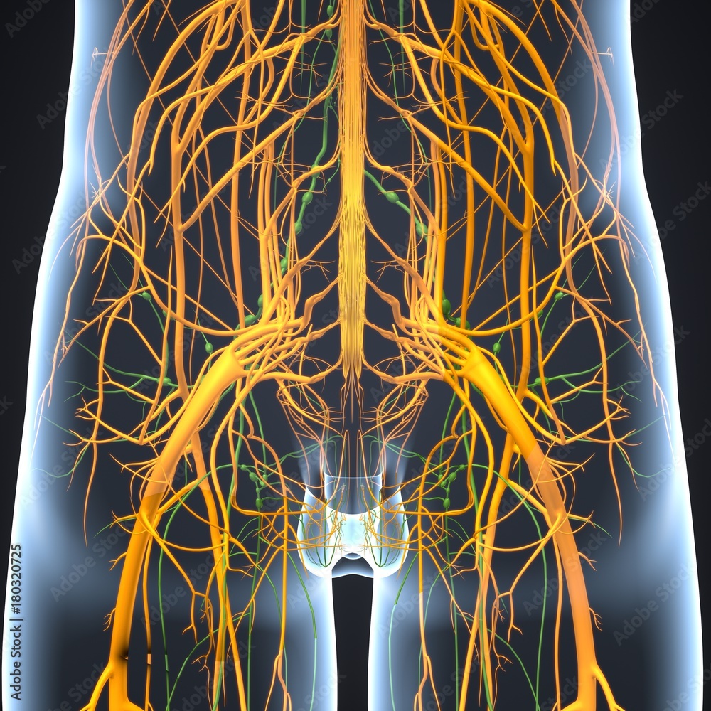 Nervous System with Lymph Nodes Stock Illustration | Adobe Stock