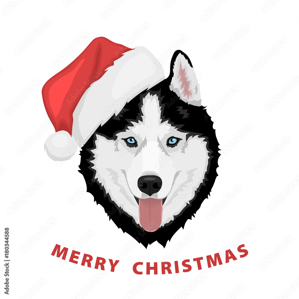 Dog portrait in a red Santa's hat. Black and white Siberian husky with ...