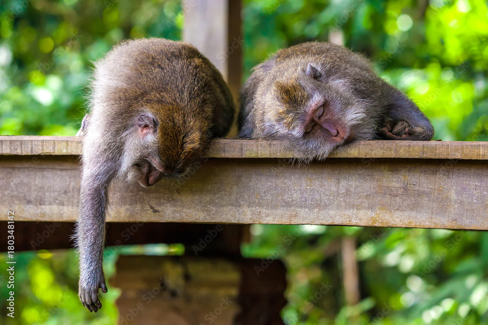 Tired and lazy macaque cute sleep on the wooden gazebo floor. Cute ...