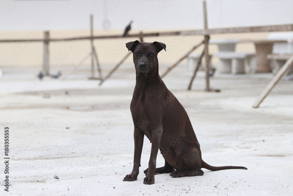 Can Dogs Smell Through Concrete