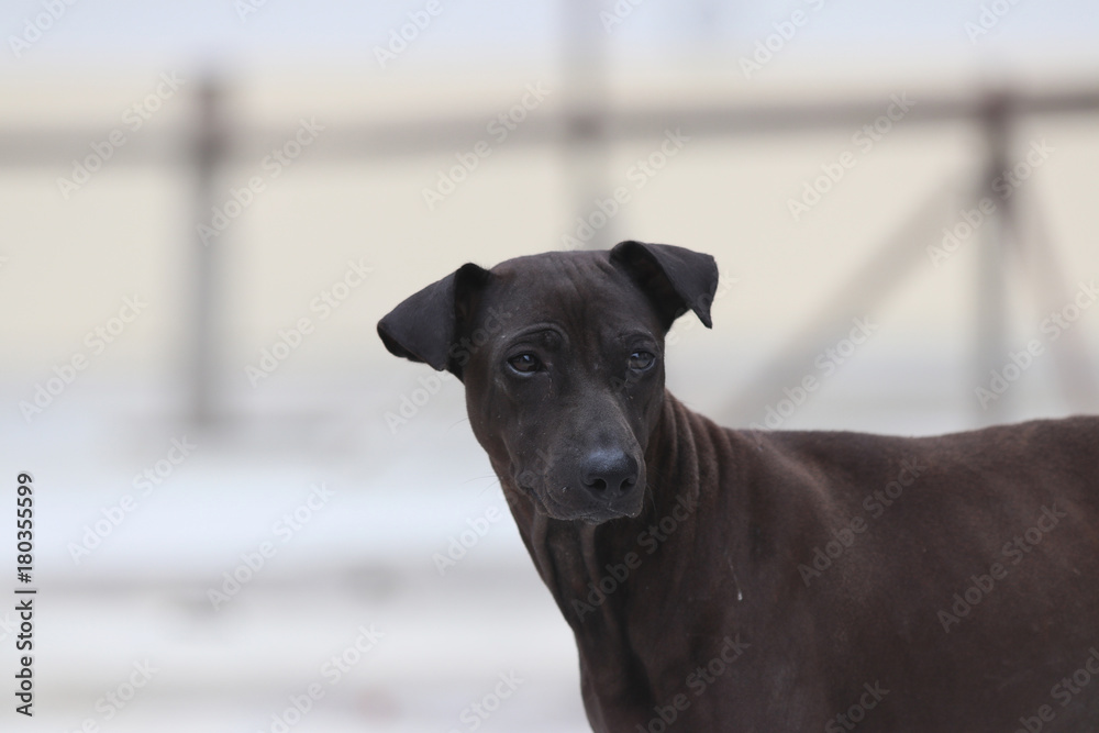 Can Dogs Smell Through Concrete
