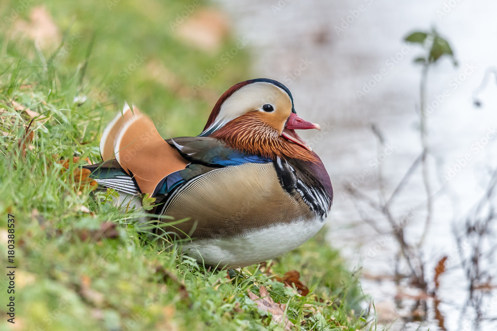 wildente Stock-Foto | Adobe Stock