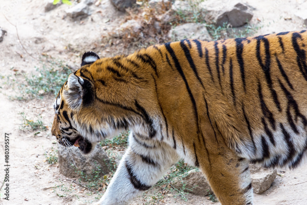 Ussuri Bengal tiger in a cage zoo created natural habitat. Wild ...