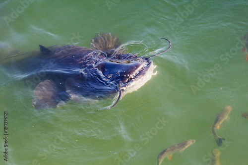 Chernobyl Animal Mutations Fish